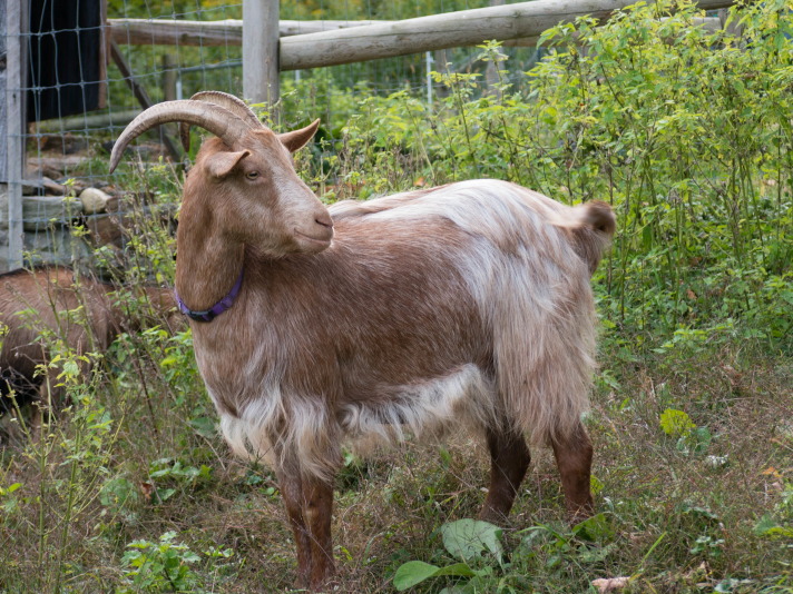 Golden Guernsey Goat - Breed Profile - Goat Journal